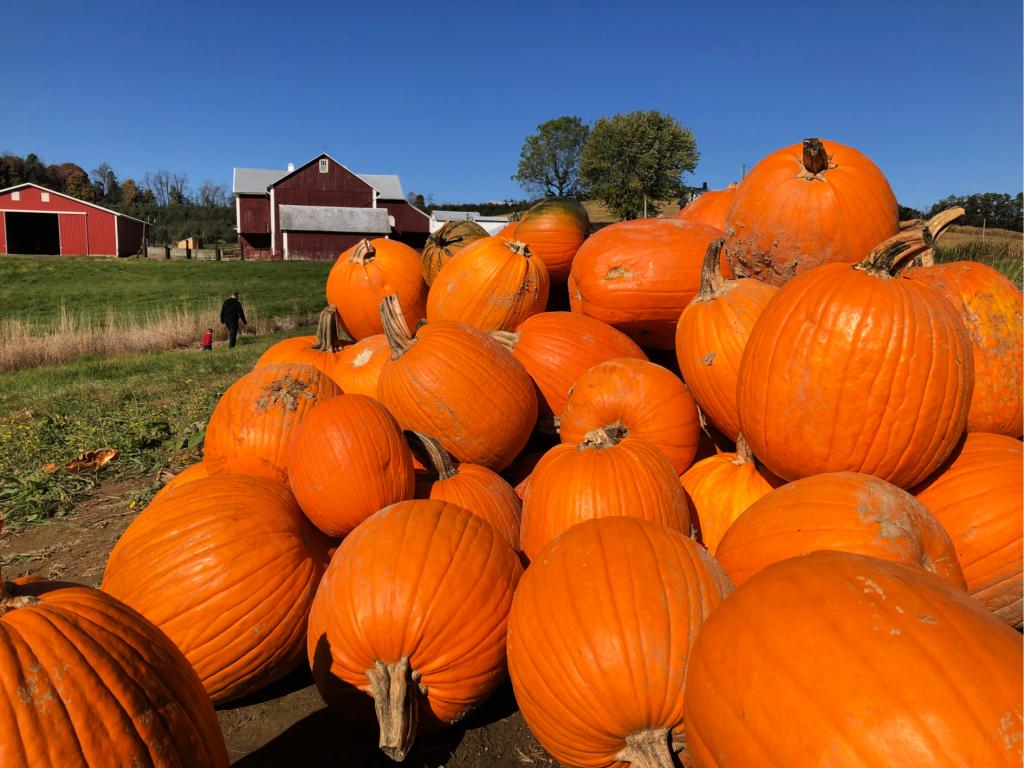 Fall Fun & Pumpkin Pickin
